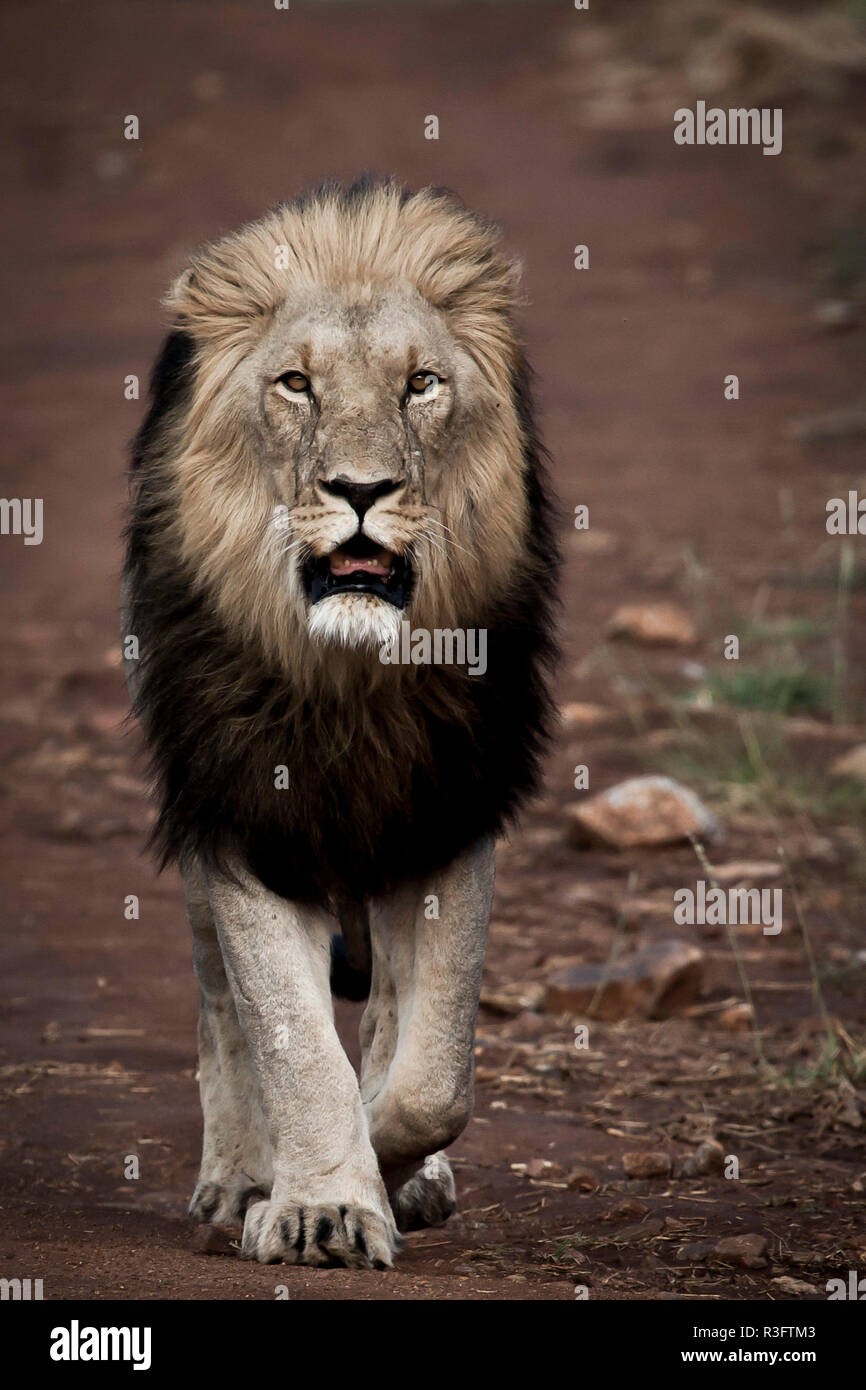 Predator walk hi-res stock photography and images - Alamy