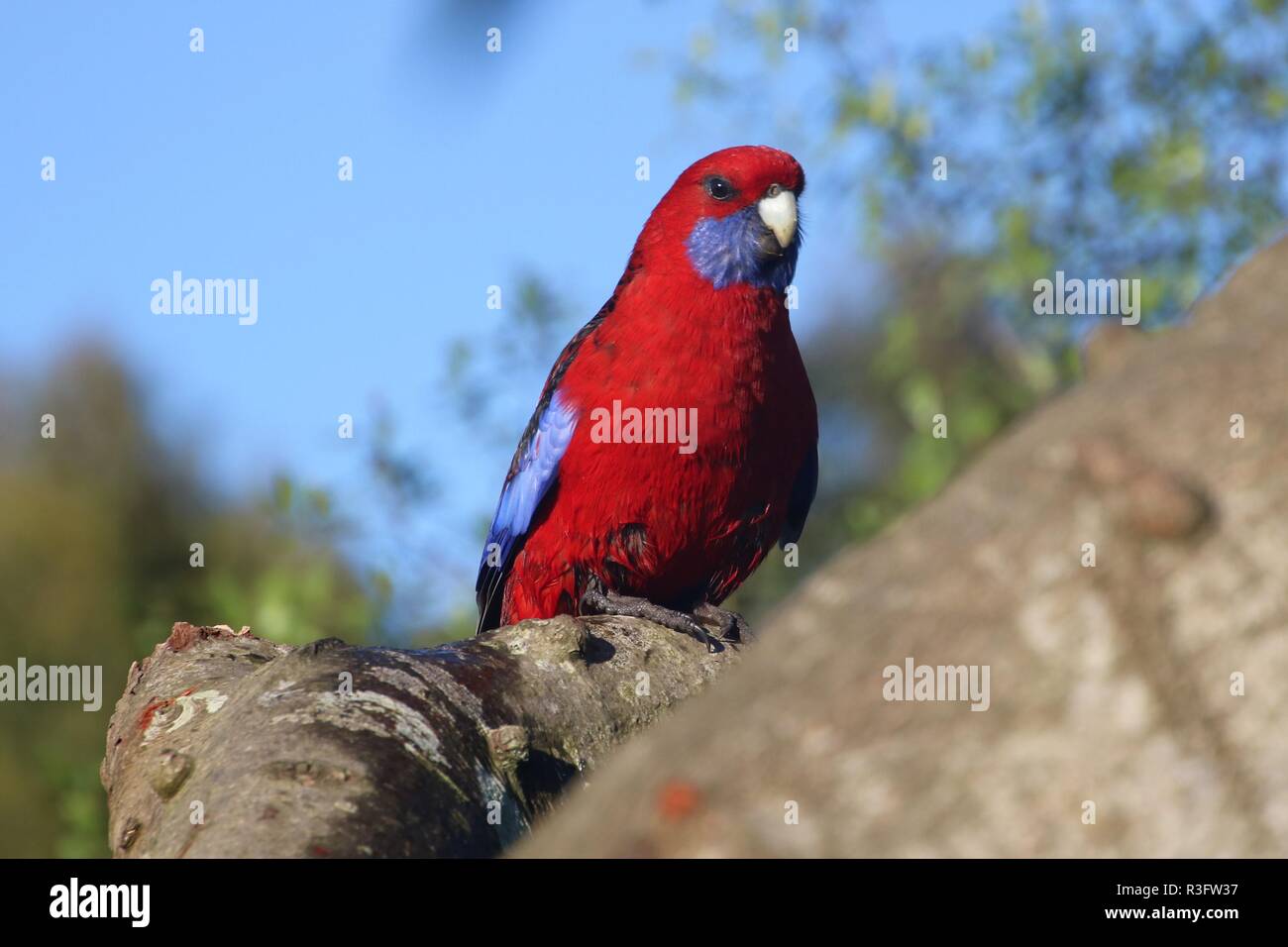 crimson rosella in tree Stock Photo - Alamy