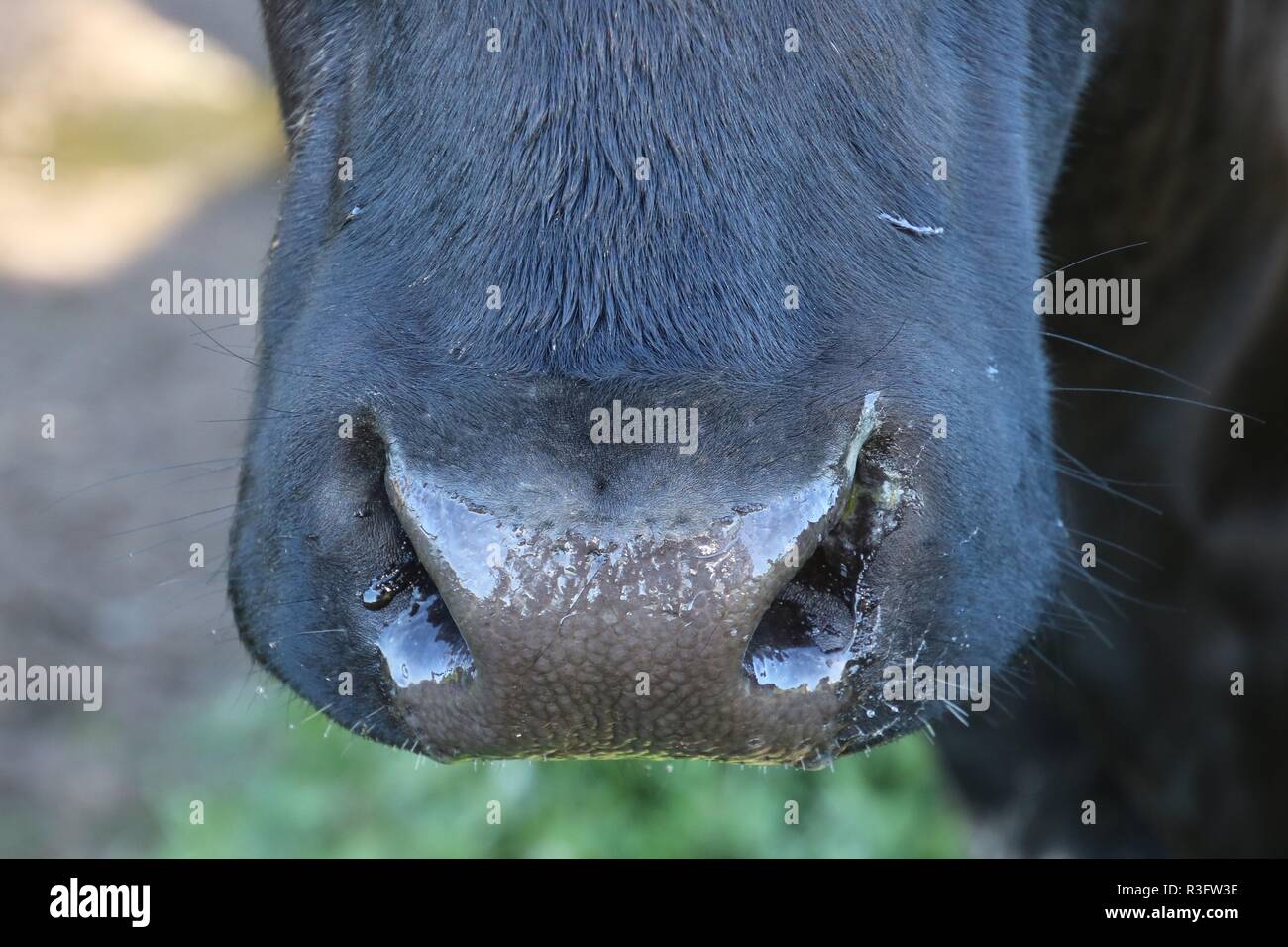 nose of a black angus cross steer Stock Photo - Alamy