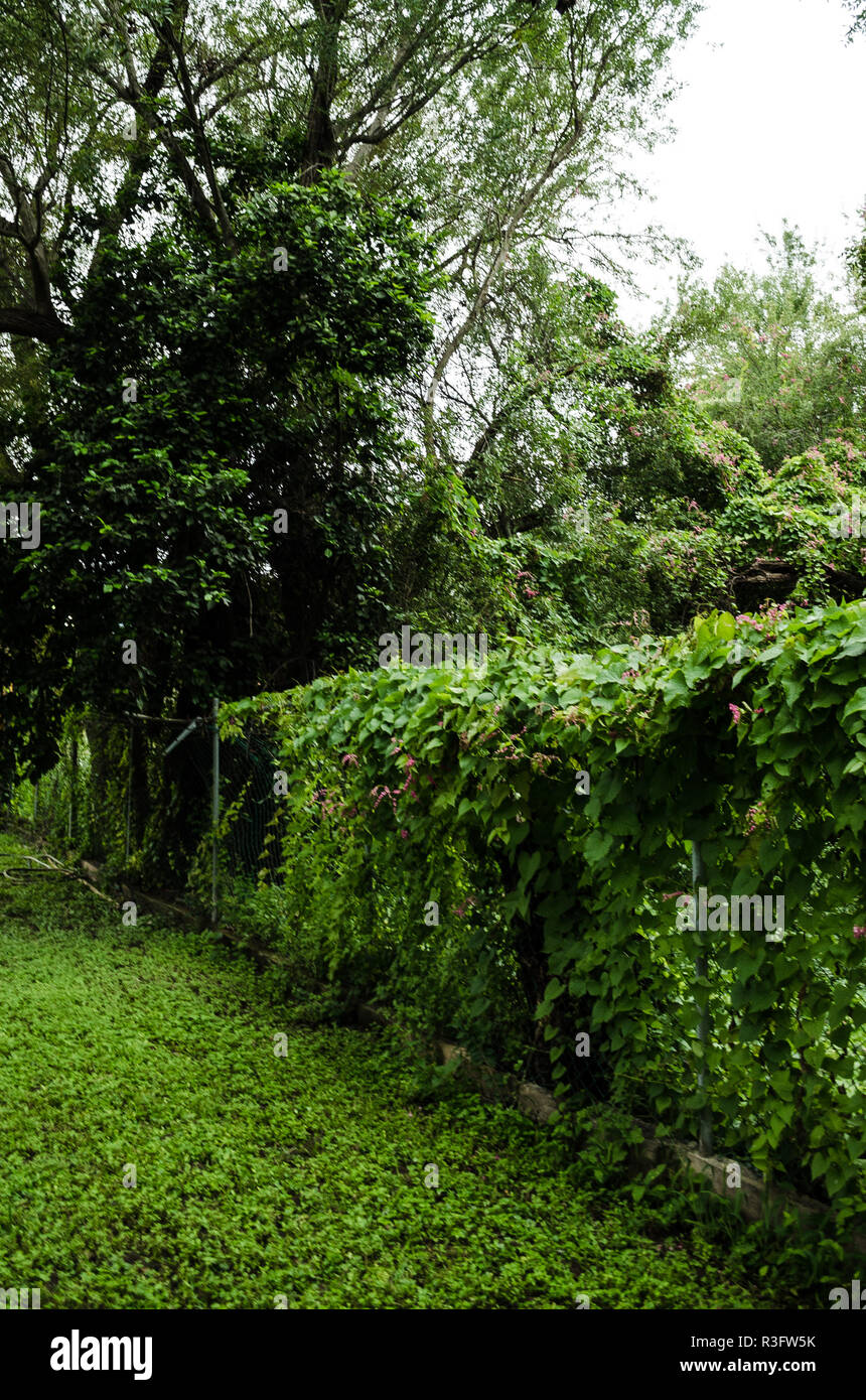beautiful natural landscape of green trees with green leaves around ...