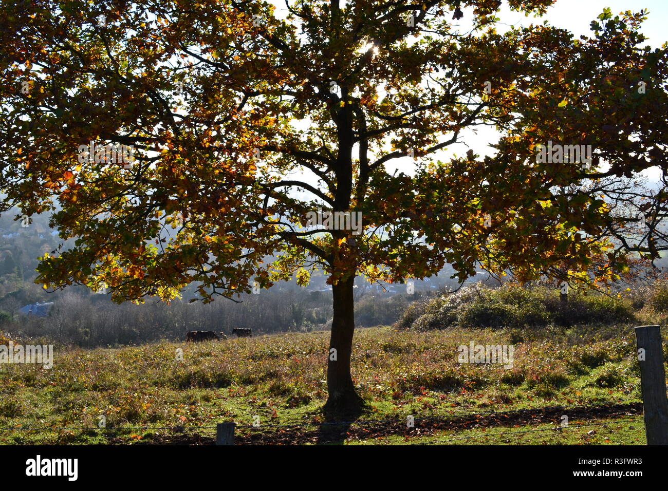 Kent downs autumn natural beauty hi-res stock photography and images ...
