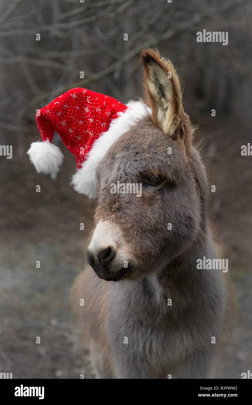 Santa claus donkey hi-res stock photography and images - Alamy