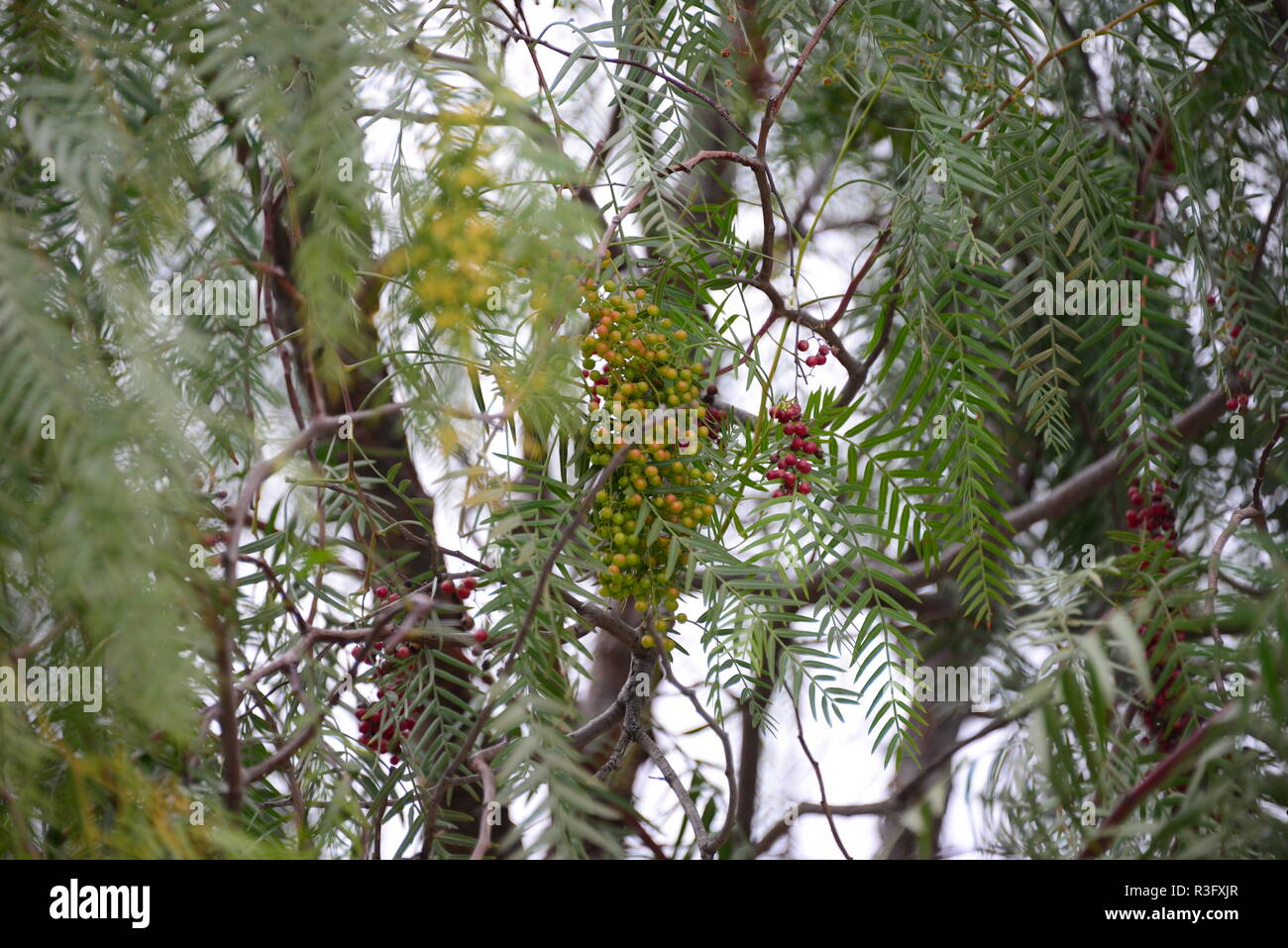 red pepper tree in spain Stock Photo - Alamy