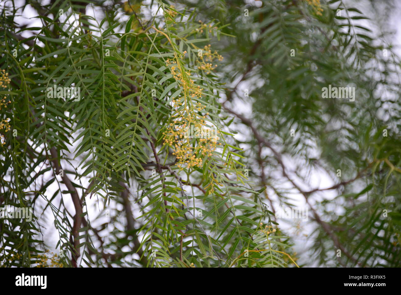 Red pepper schinus terebinthifolius hi-res stock photography and images ...