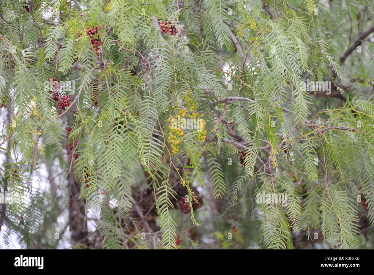 red pepper tree in spain Stock Photo - Alamy