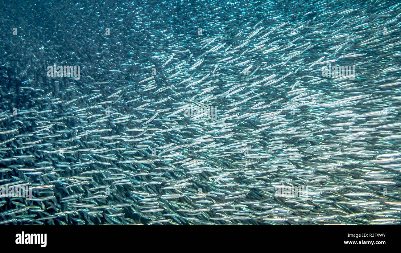 School Fish Transparent Background High Resolution Stock Photography ...