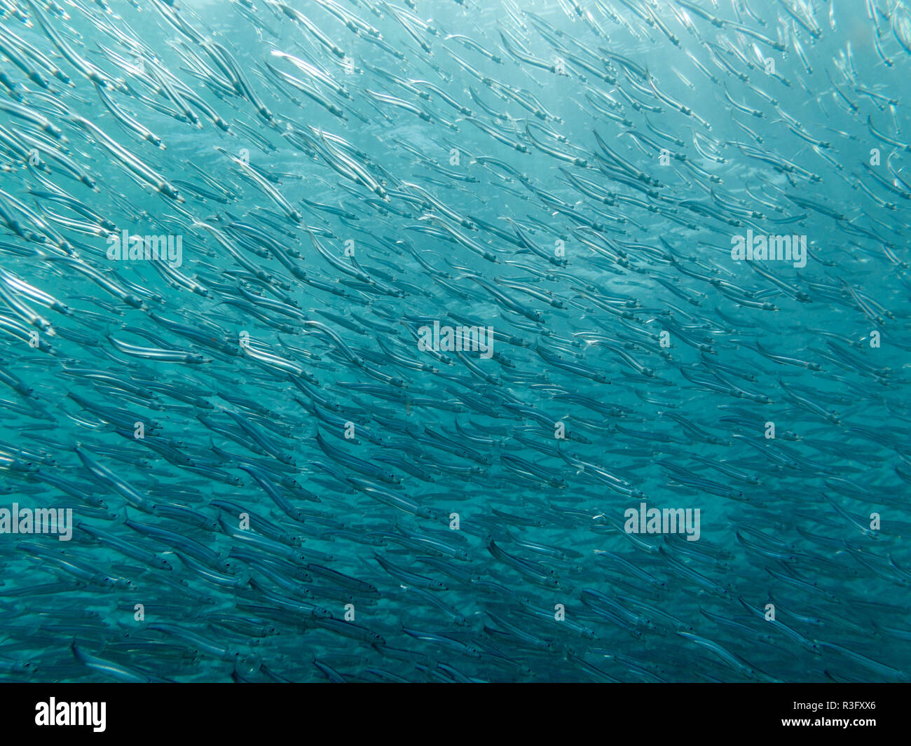 Seethrough fish hi-res stock photography and images - Alamy