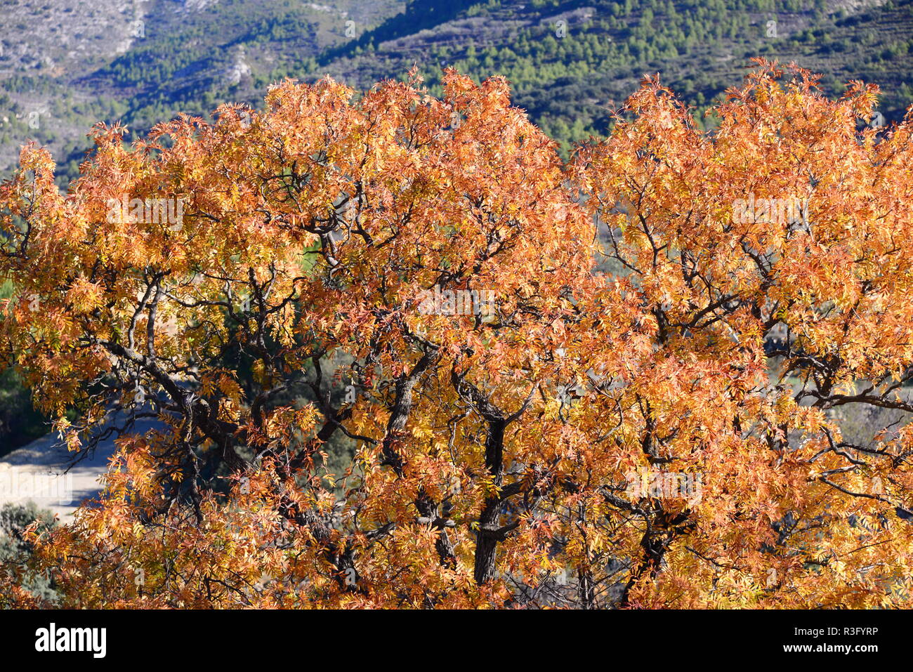 landscape in spain Stock Photo - Alamy