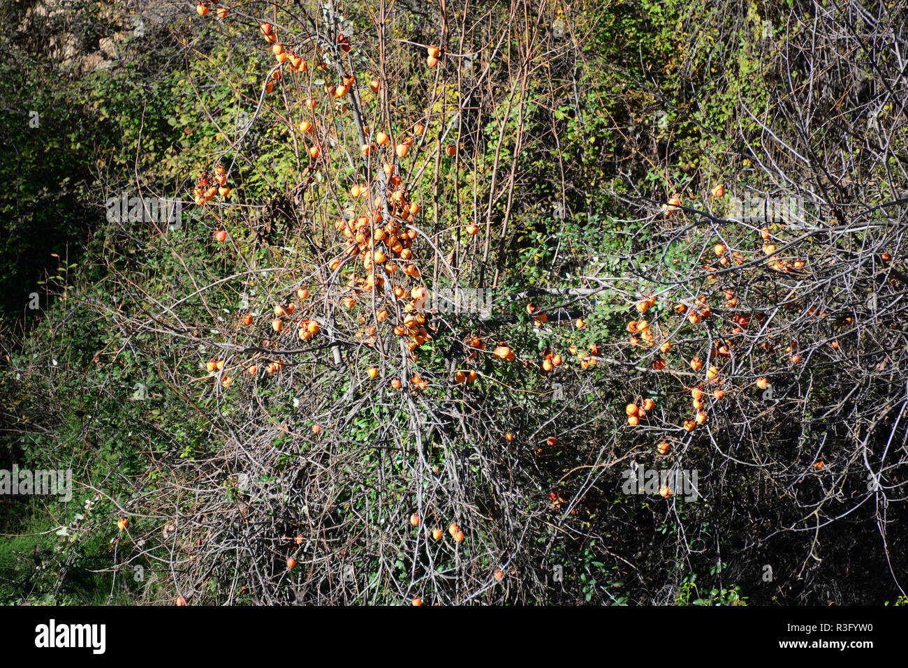 Kaki tree hi-res stock photography and images - Alamy