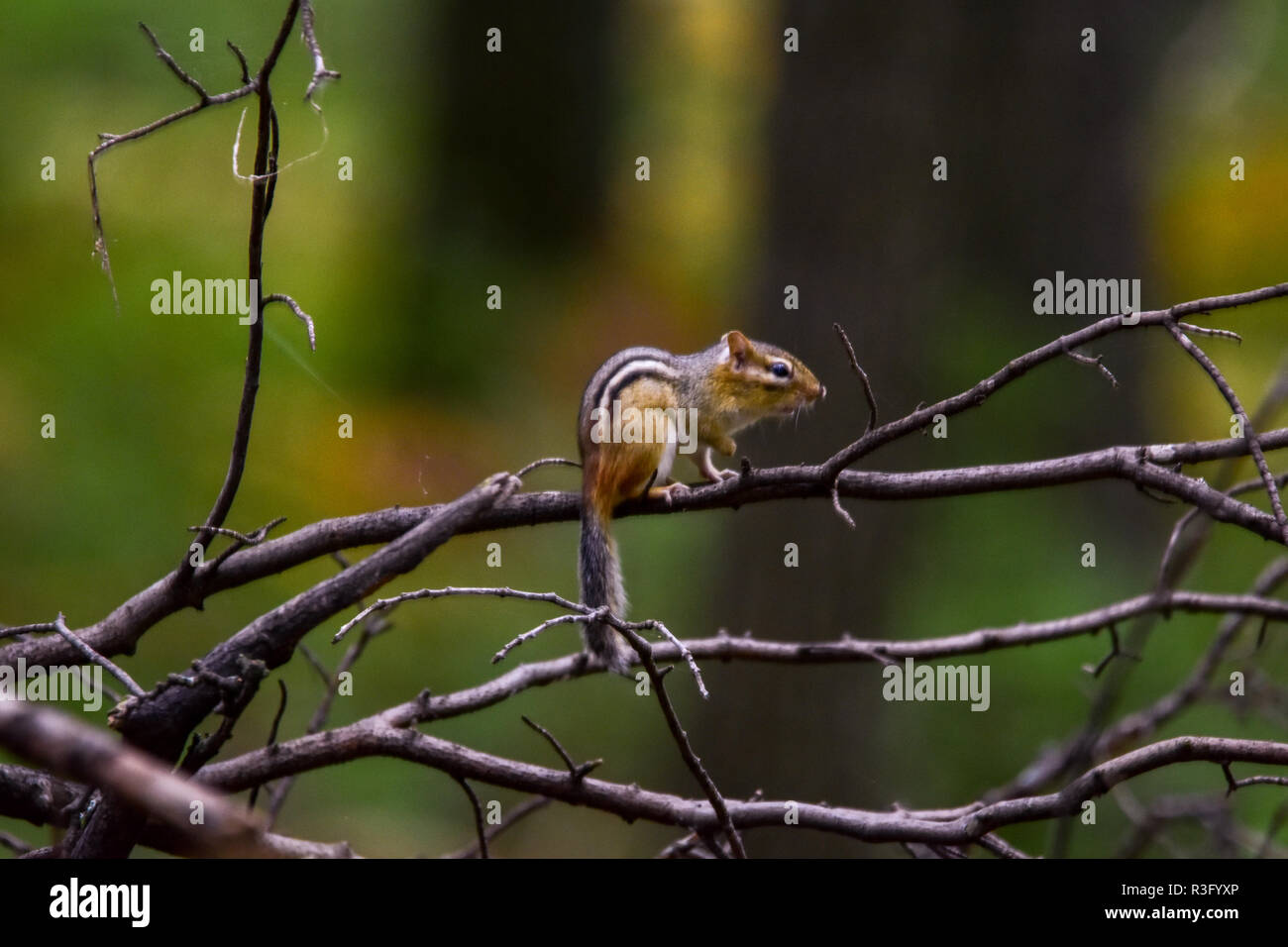 Michigan wildlife hi-res stock photography and images - Alamy