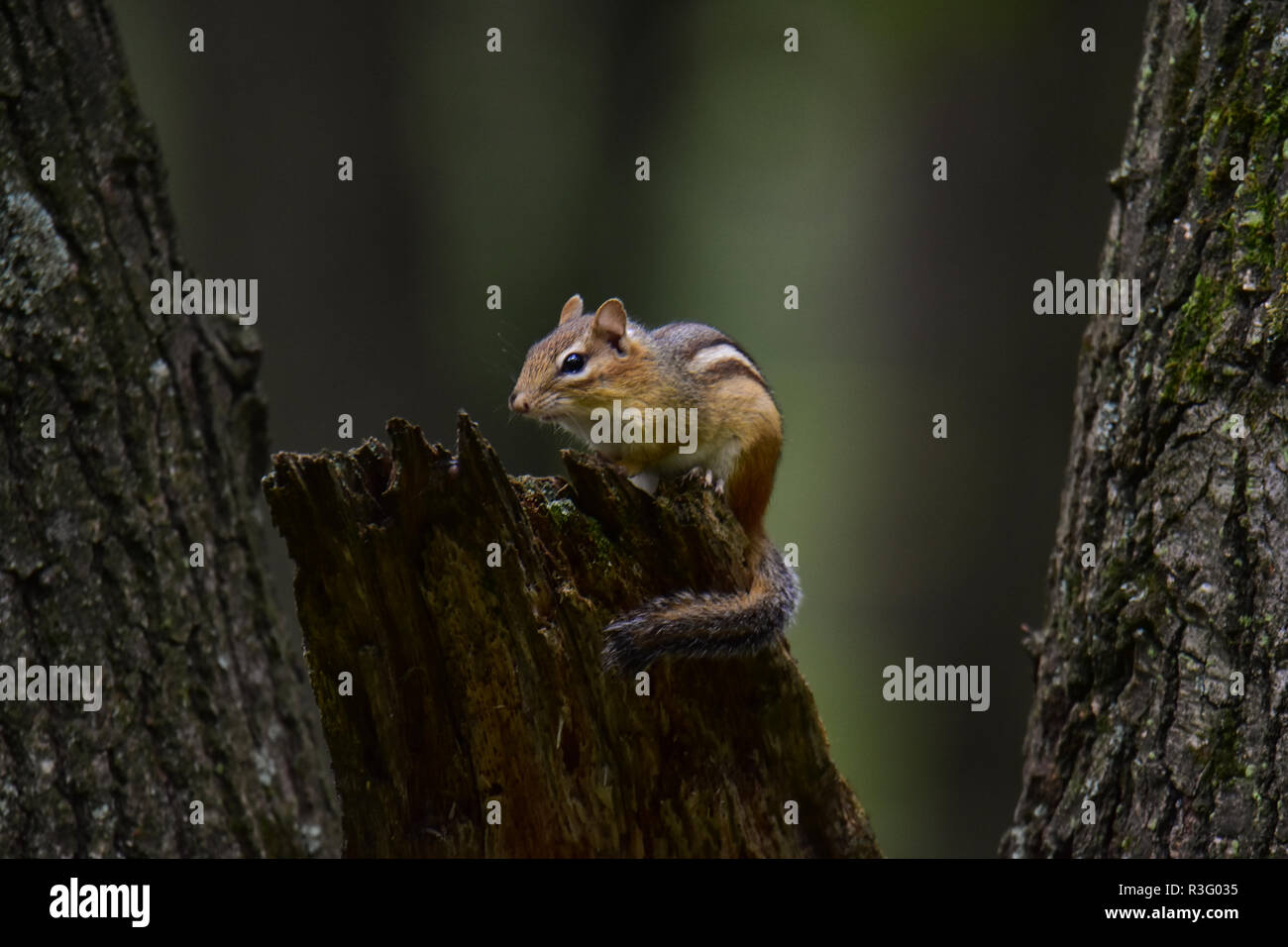 Cute Chipmunk resting on a fallen branch. This was taken in a forest ...
