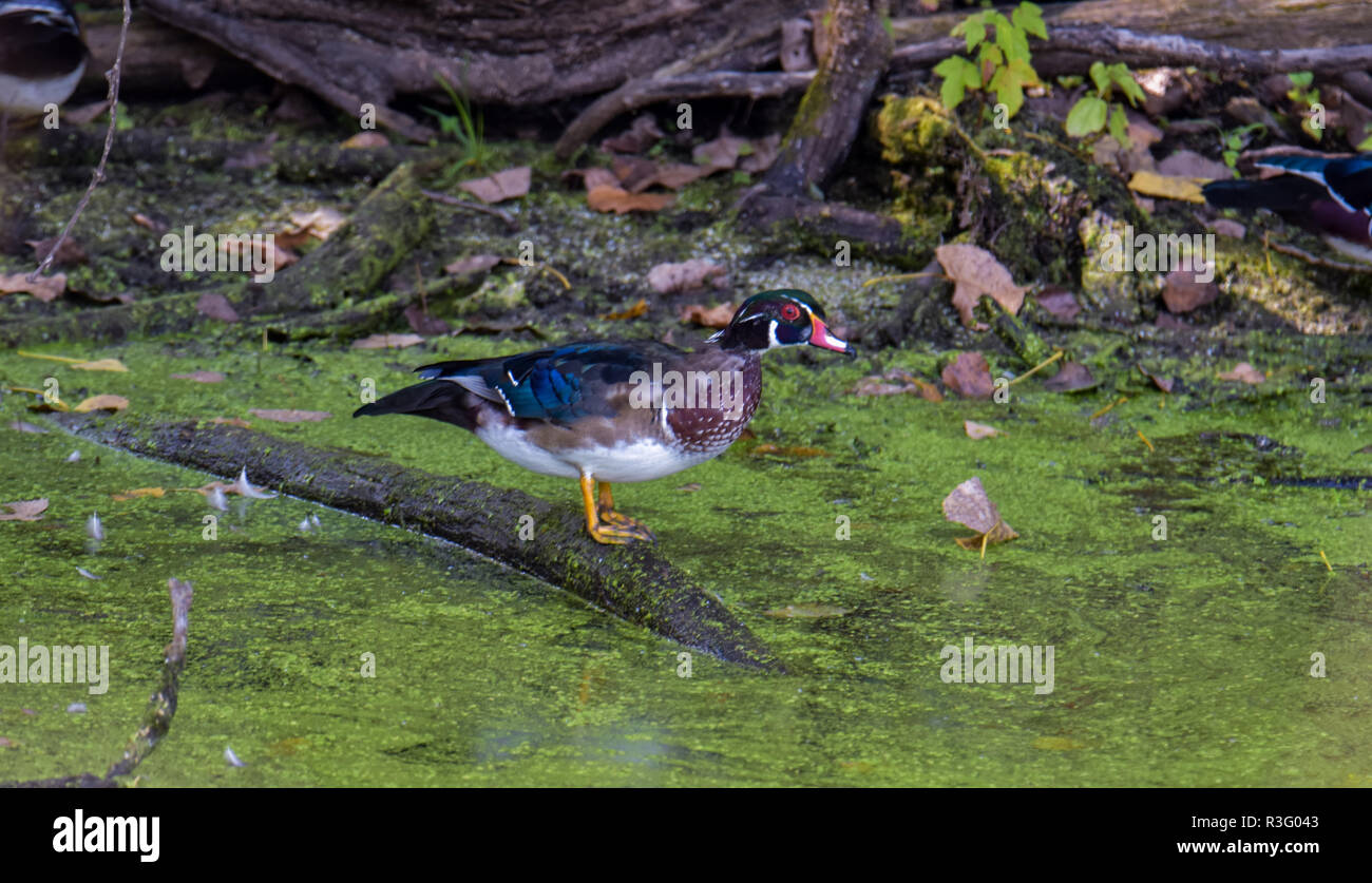 Wood duck resting on a branch in wetland at Shiawassee national ...