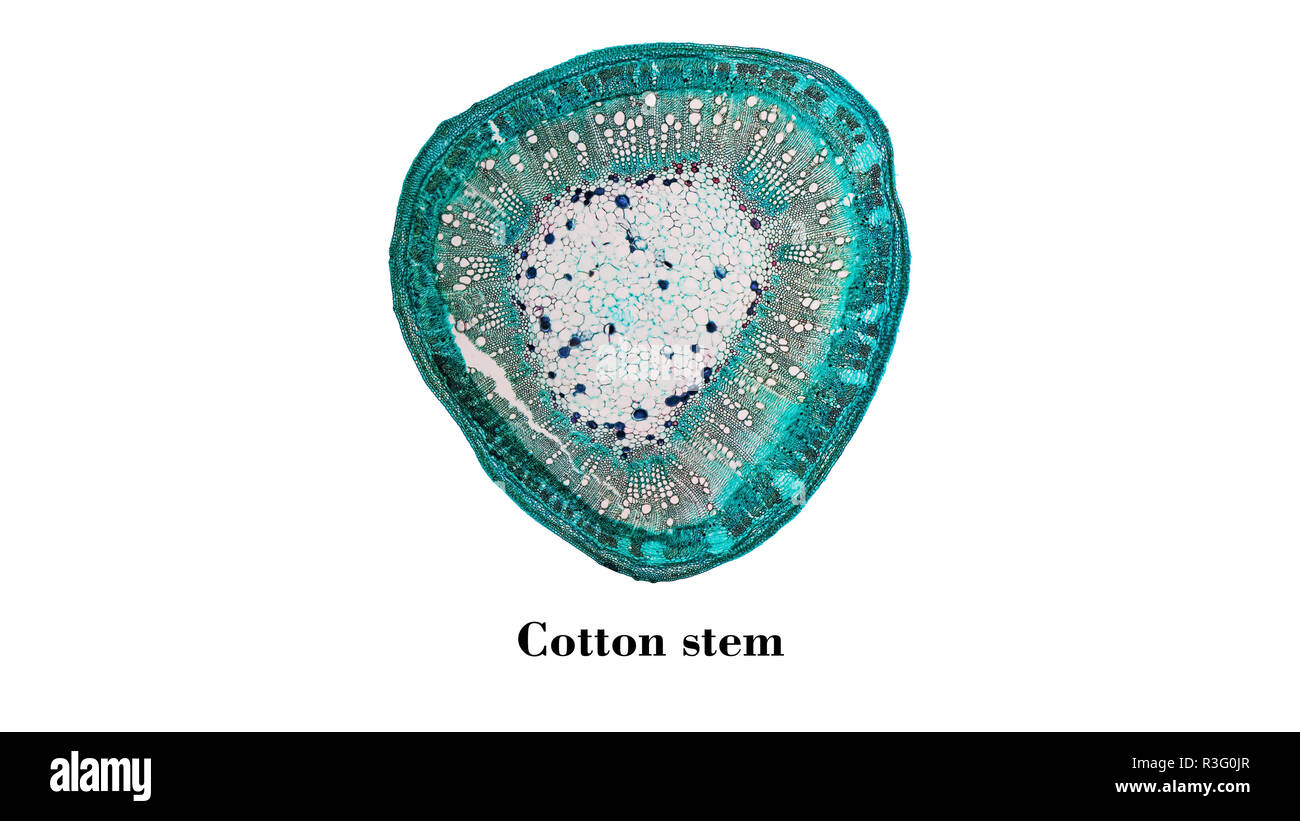 Cotton stem microscope hi-res stock photography and images - Alamy