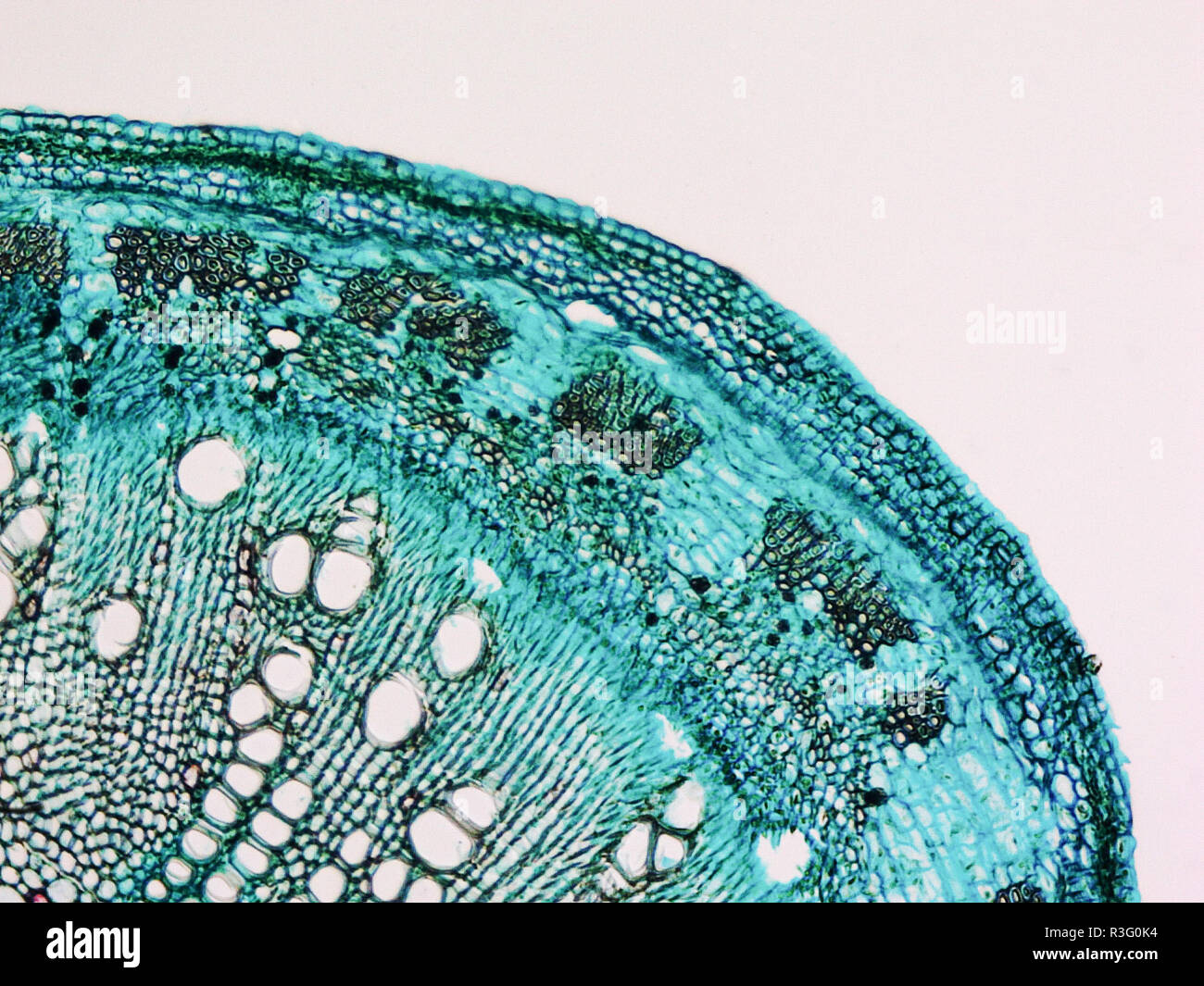 Cotton stem microscope hi-res stock photography and images - Alamy