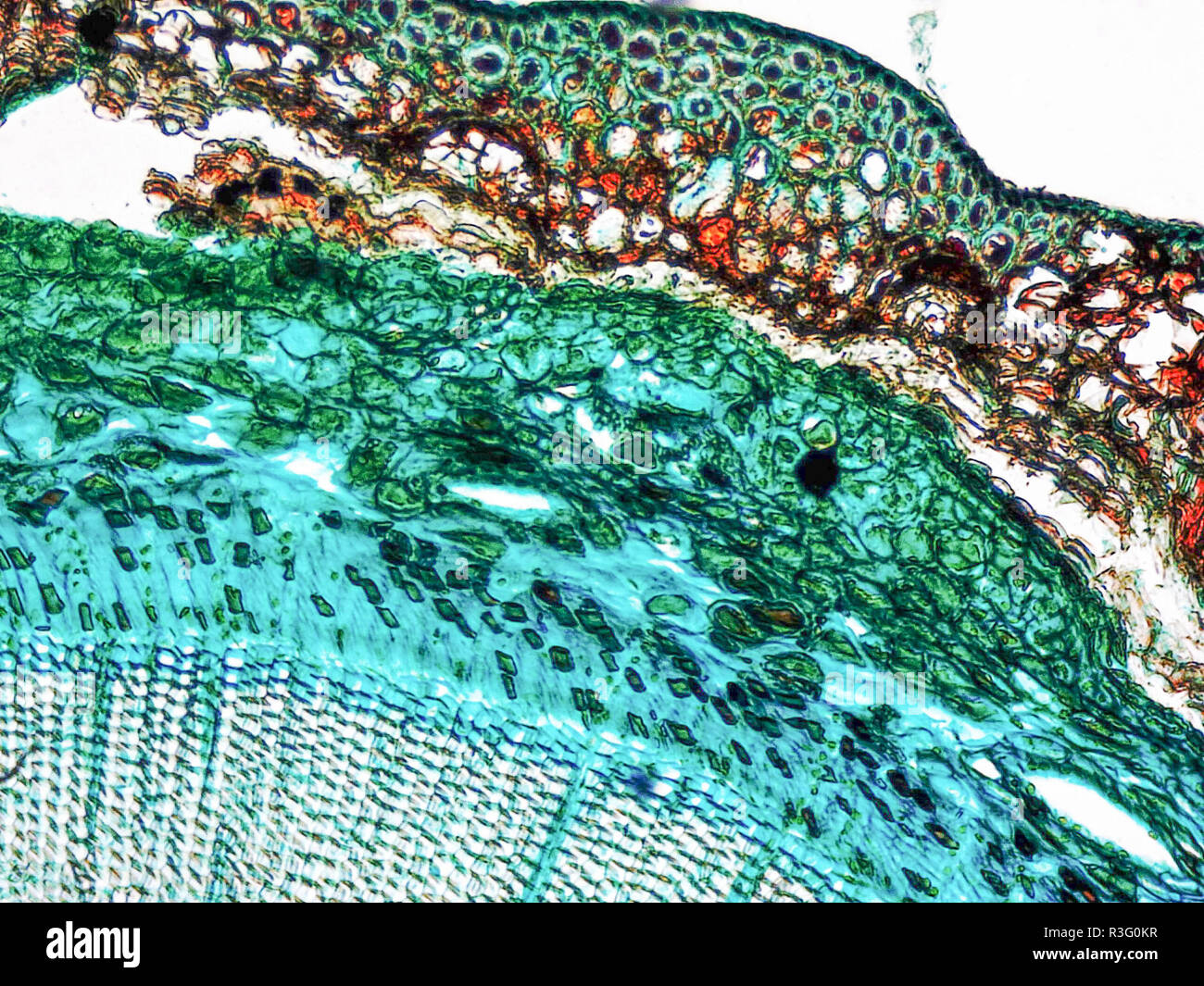 Cross section tree cell hi-res stock photography and images - Alamy