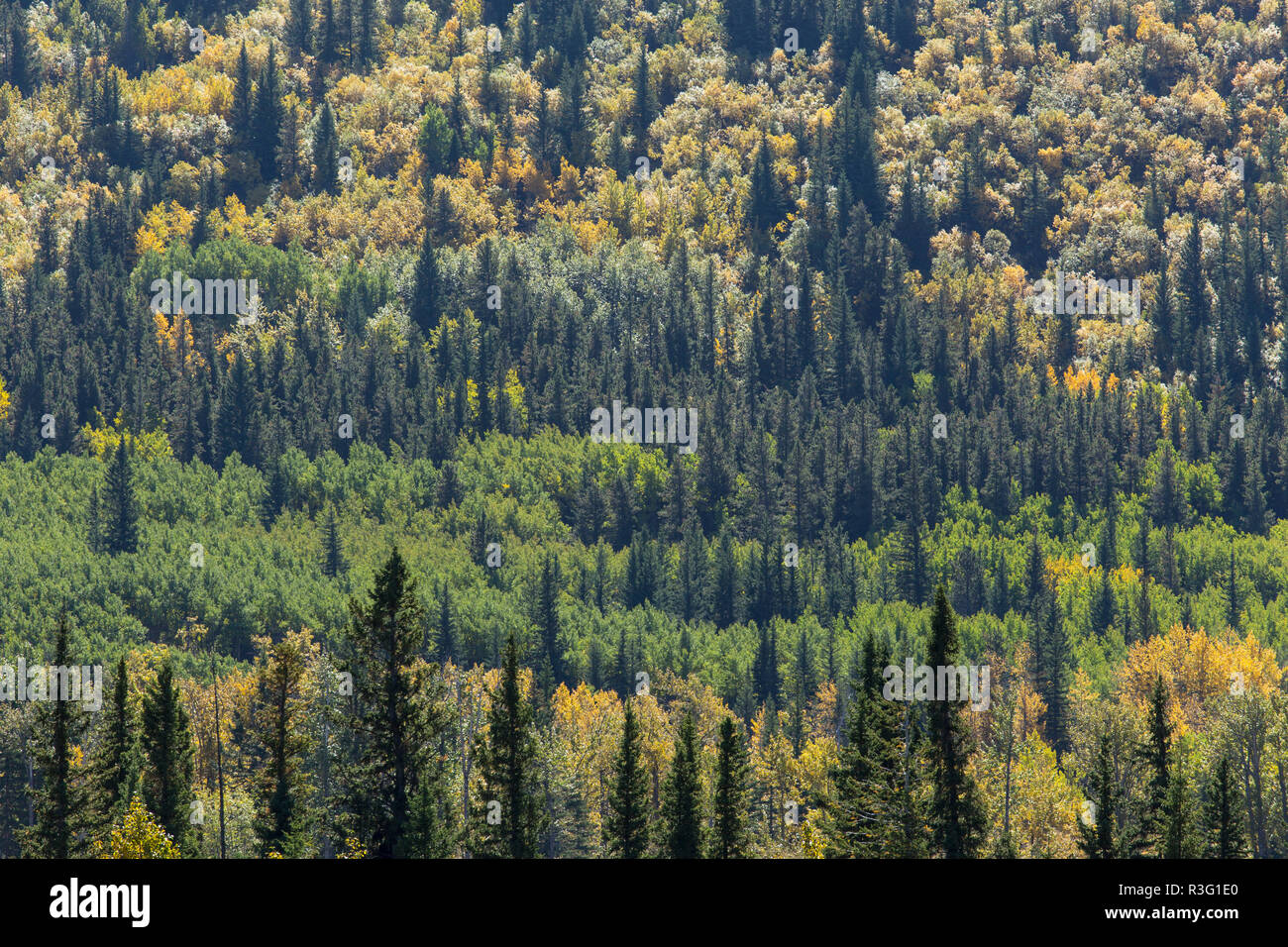 Autumn Color in a Mixed Forest Stock Photo - Alamy