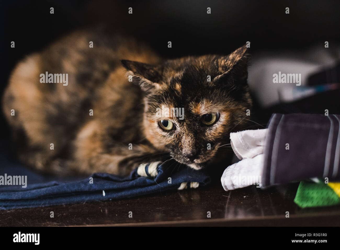 Calm pet cats, resting in a house with unfocused background Stock Photo ...