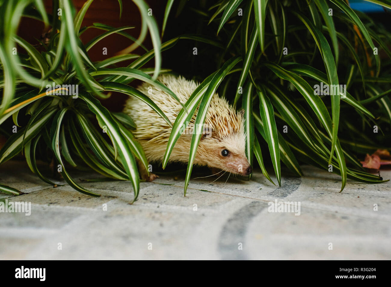 Rodent scampering hi-res stock photography and images - Alamy