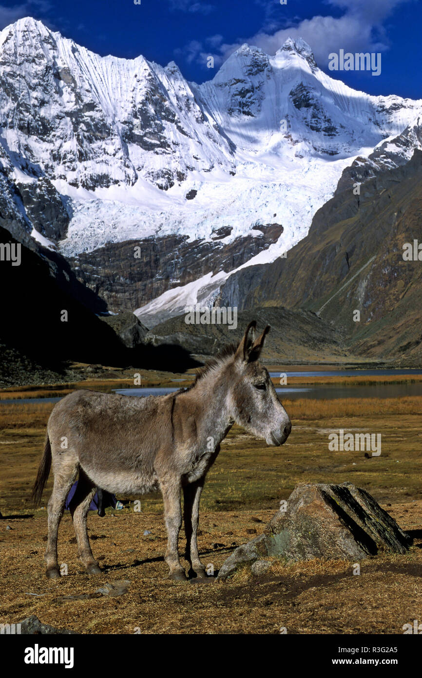 Donkey ice hi-res stock photography and images - Alamy