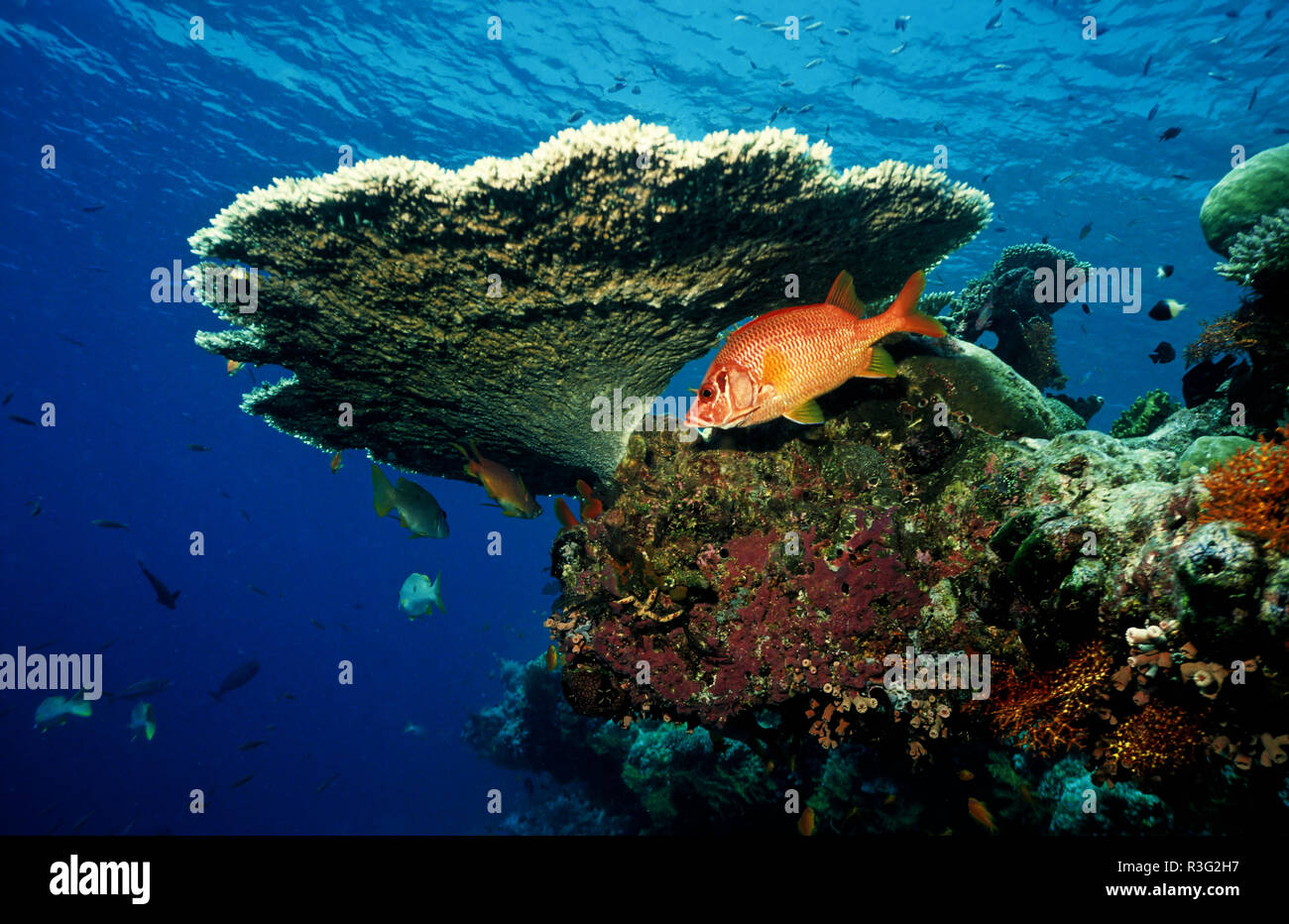 Husarenfisch hi-res stock photography and images - Alamy