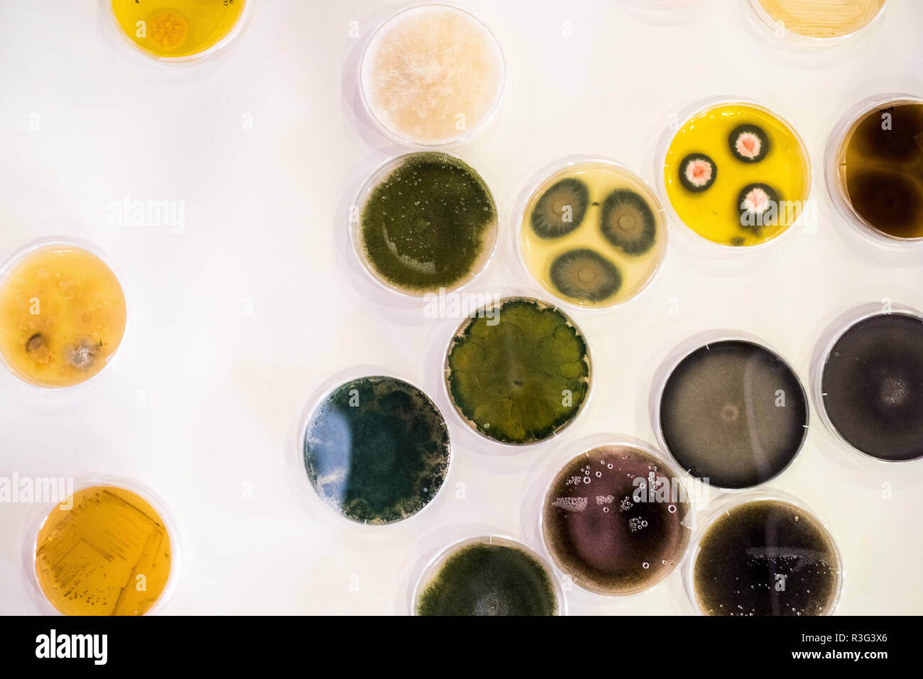 Culture of bacteria in petri dish Stock Photo - Alamy