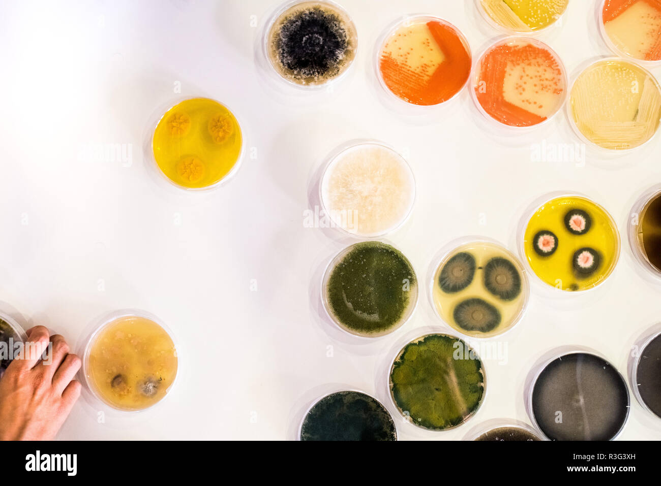 Culture of bacteria in petri dish Stock Photo - Alamy