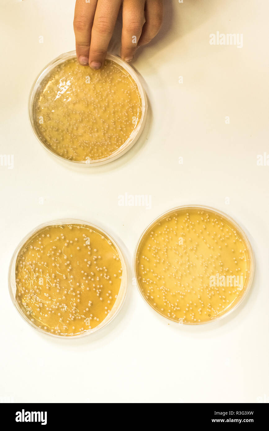 Culture of bacteria in petri dish Stock Photo - Alamy