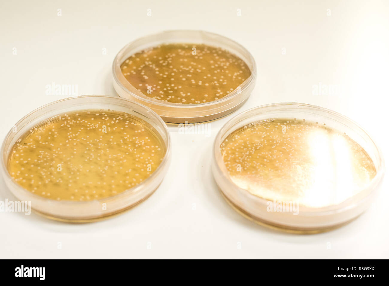 Culture of bacteria in petri dish Stock Photo - Alamy