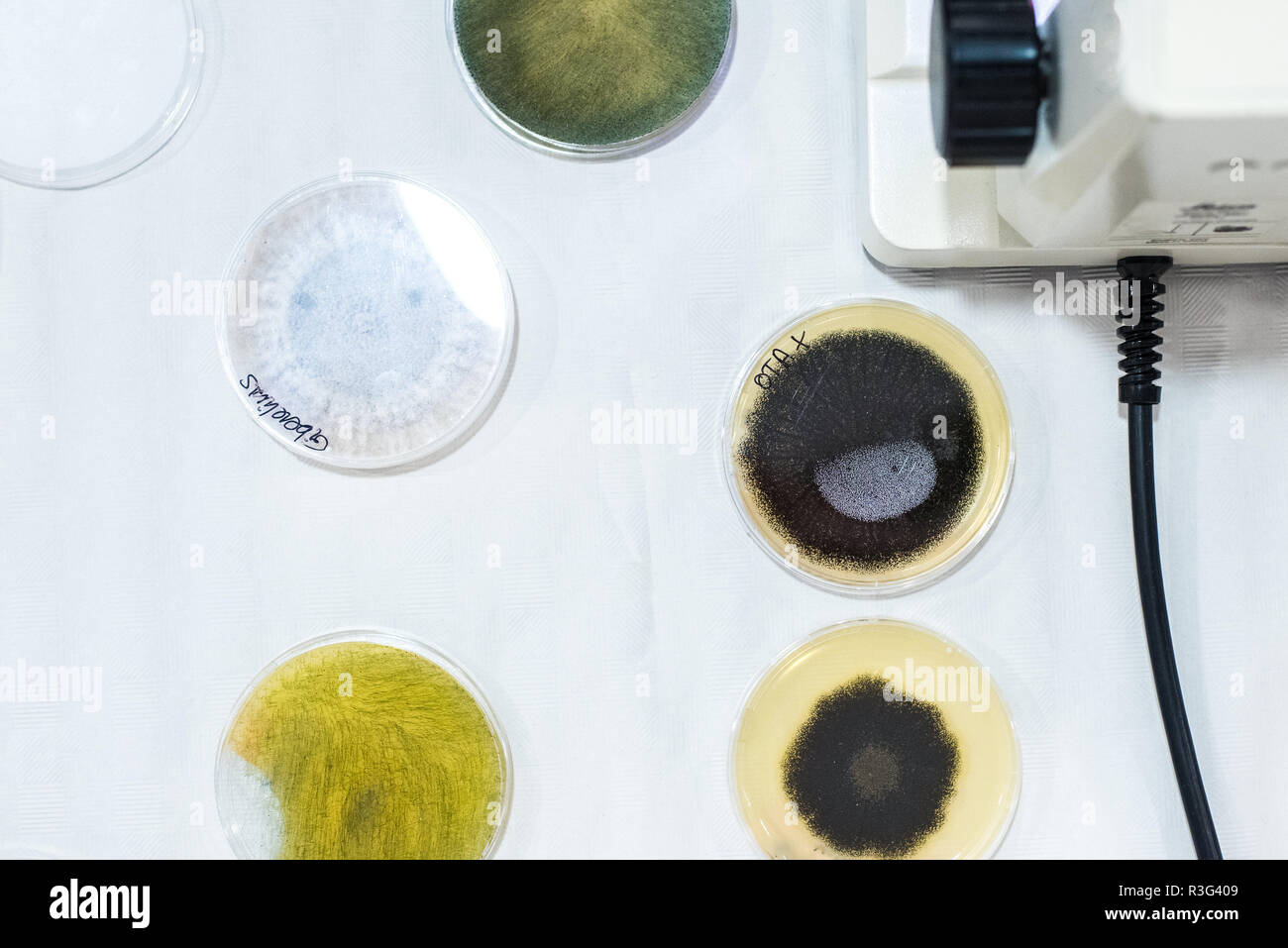 Culture of bacteria in petri dish Stock Photo - Alamy