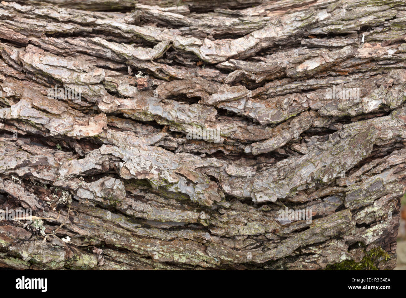 Tree bark structure in detail as Background Stock Photo - Alamy