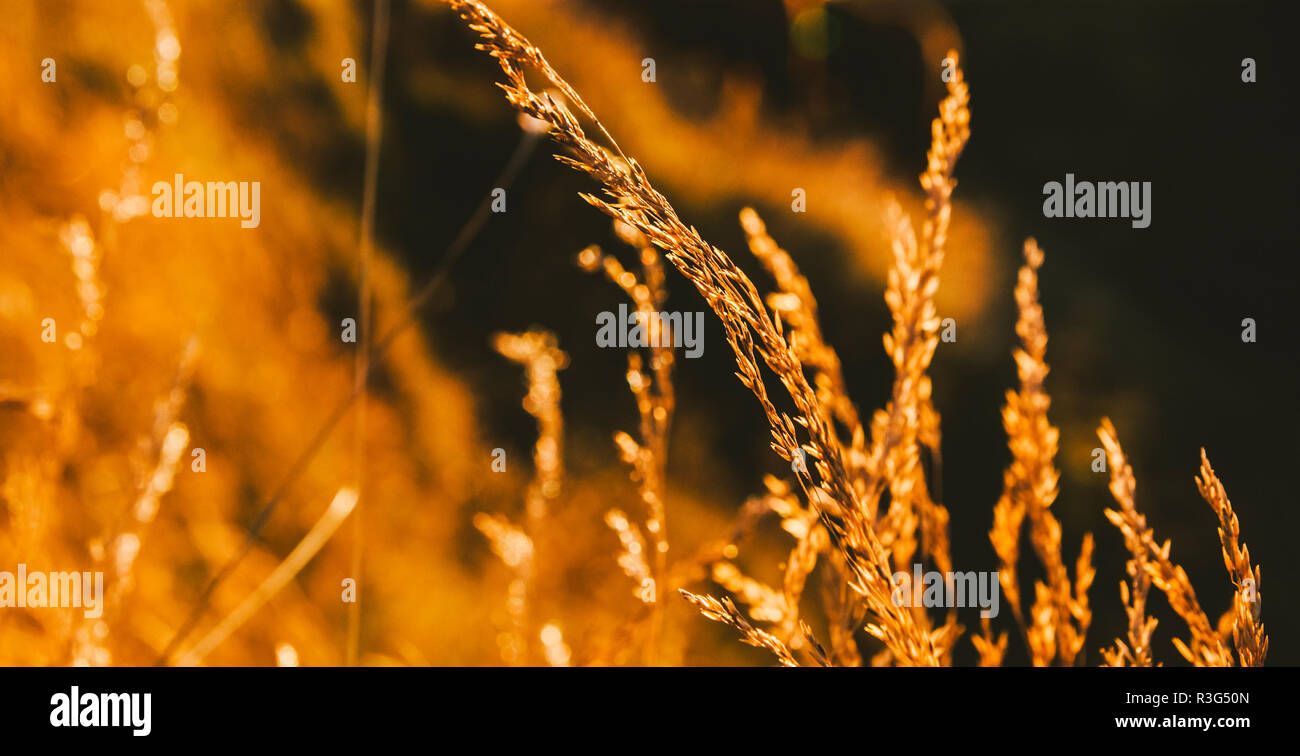 Strawberry corn grow hi-res stock photography and images - Alamy