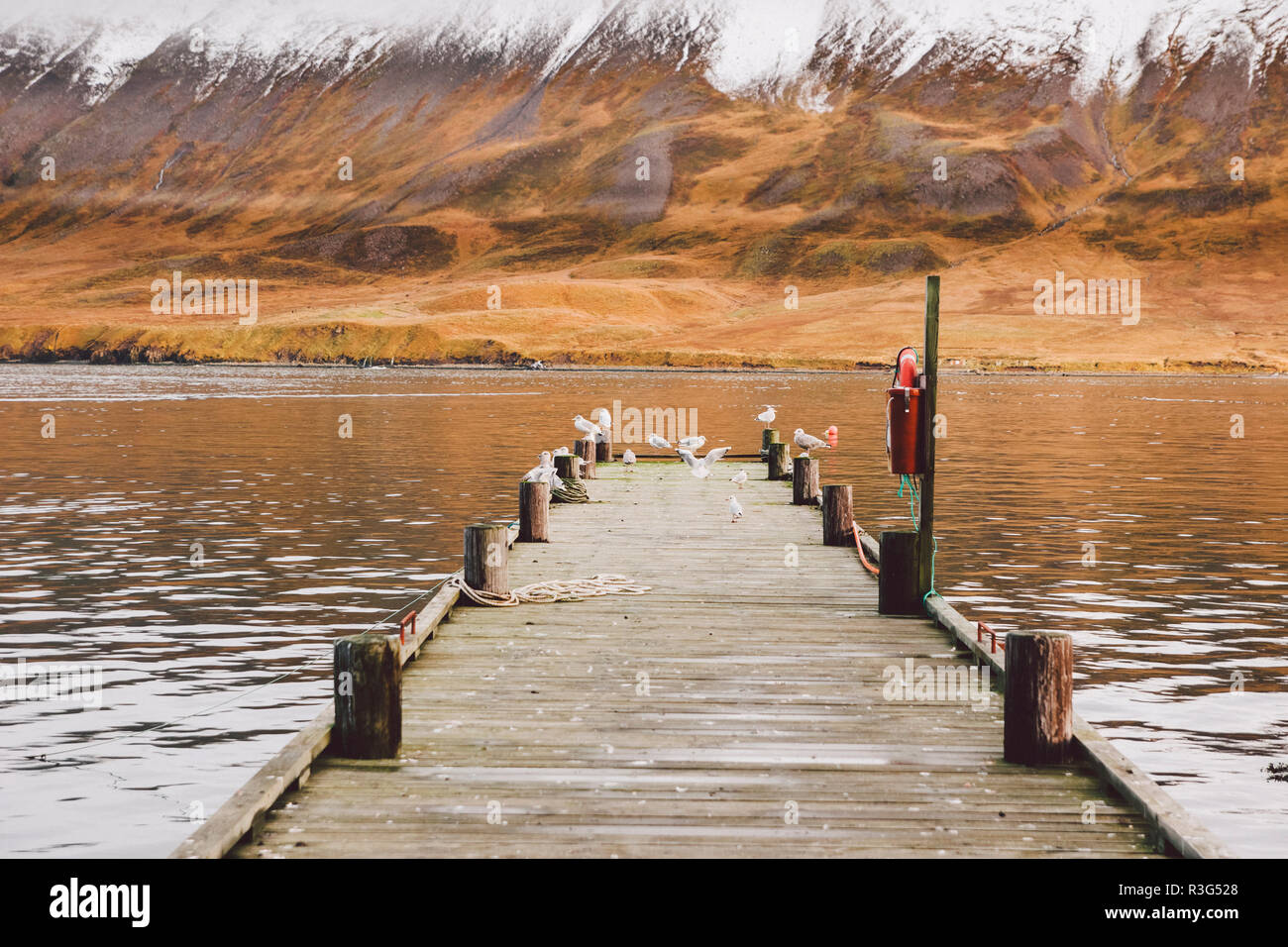 Icelandic landscapes full of green grass, sea and blue sky Stock Photo ...