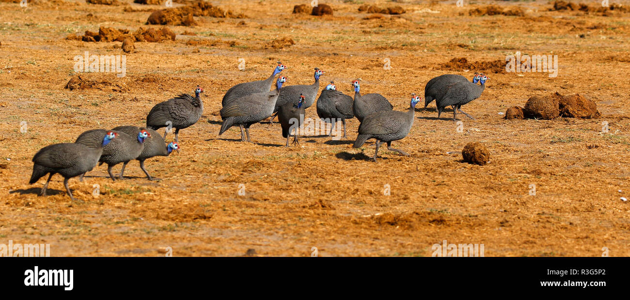 Helmeted guinea fowl flock hi-res stock photography and images - Alamy