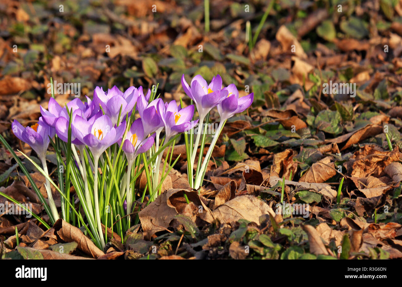 Hardy yellow crocus hi-res stock photography and images - Alamy