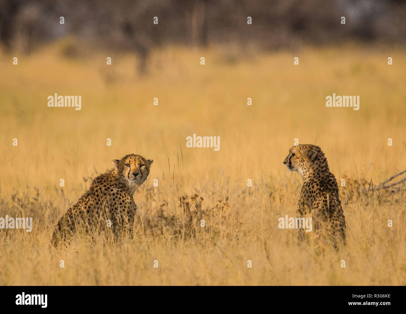 Gepard Hunting High Resolution Stock Photography and Images - Alamy