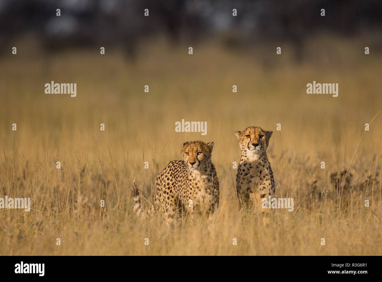 Gepard hunting hi-res stock photography and images - Alamy