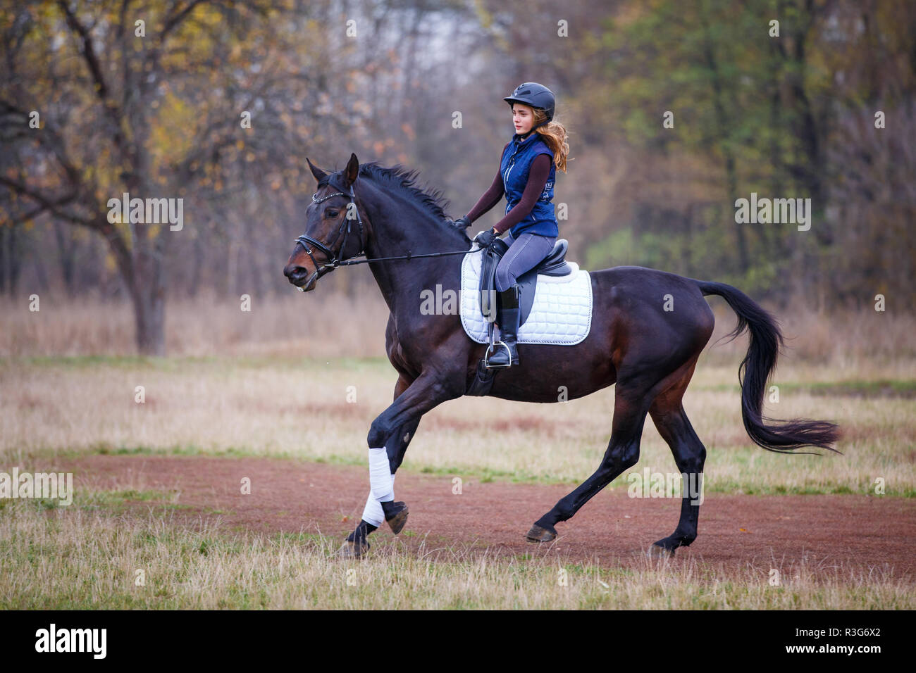 Rider riding horse autumn gallop hi-res stock photography and images ...