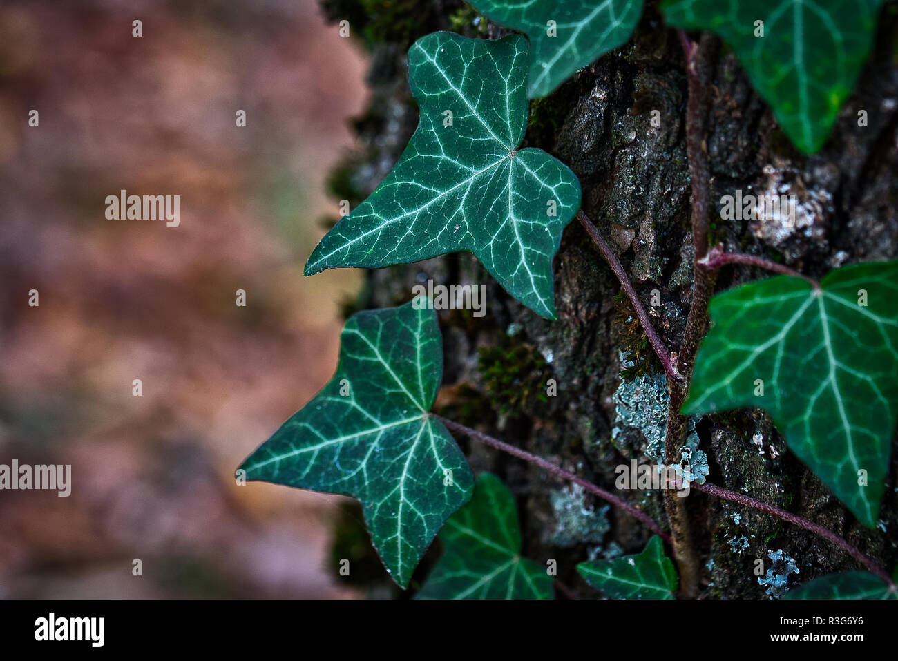 Macro Photography Plants Nature Forest Autumn Stock Photo - Alamy