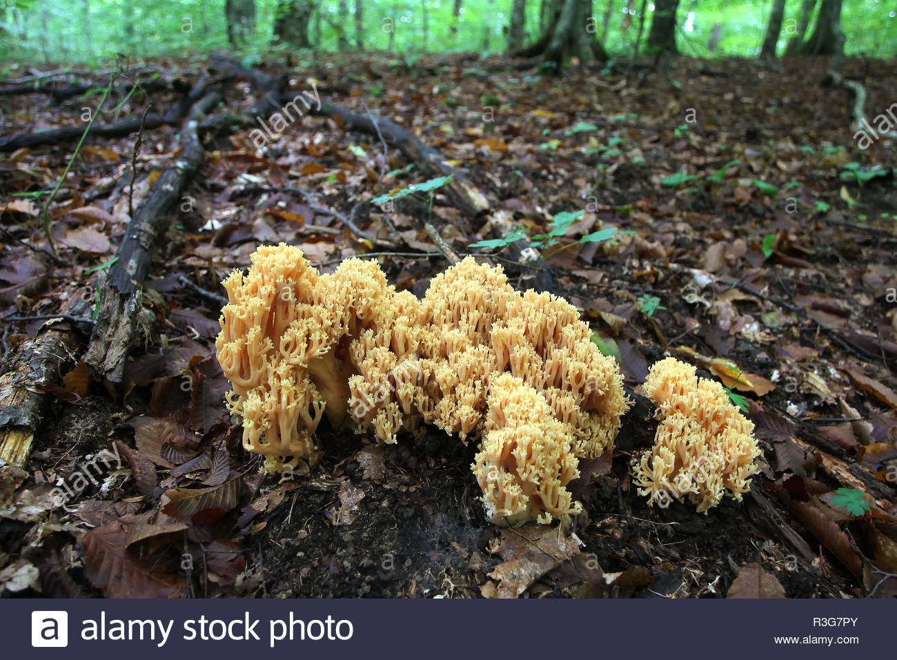 Ramaria Aurea High Resolution Stock Photography and Images - Alamy