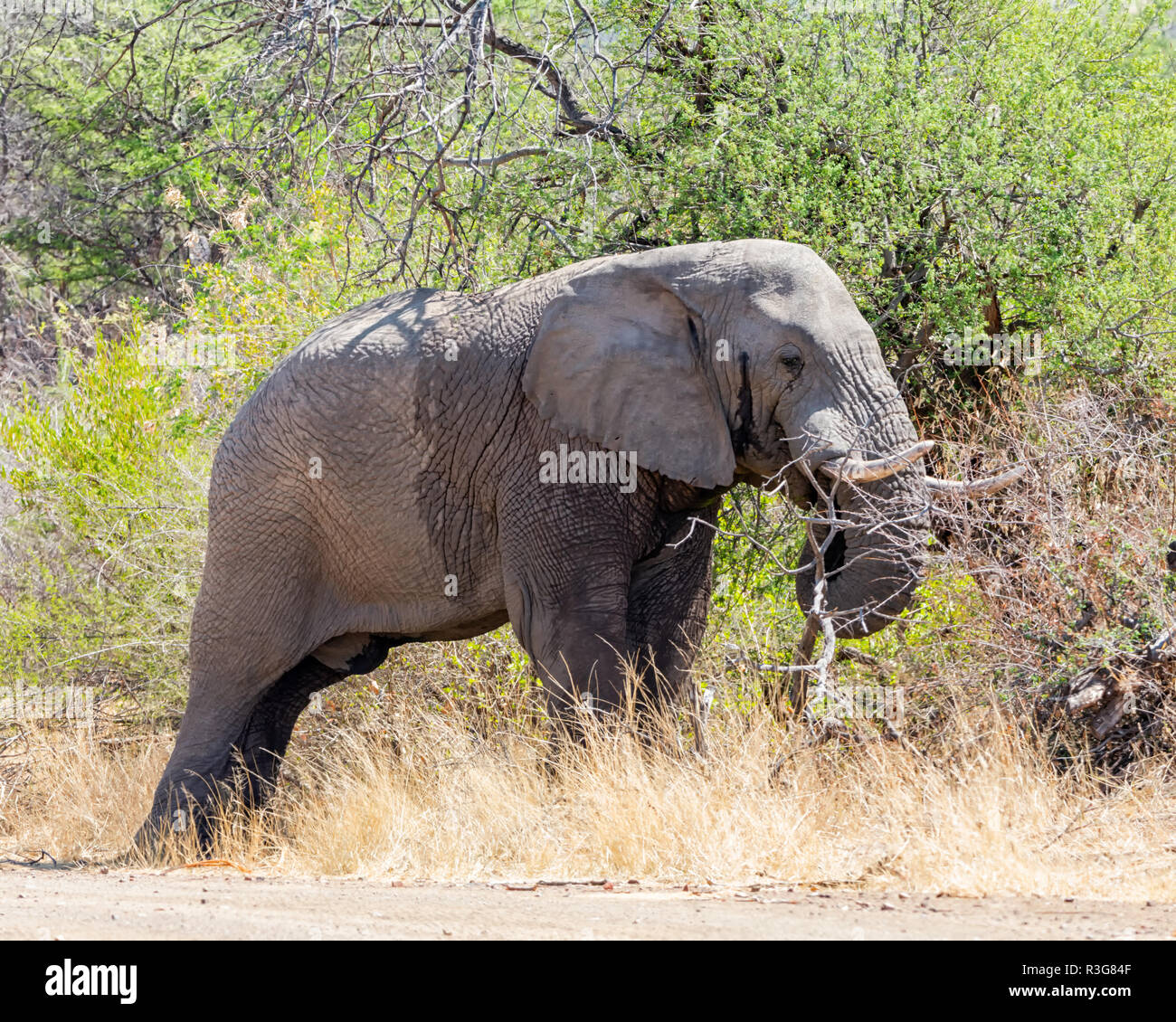 An African Elephant foraging in Southern African savanna Stock Photo ...