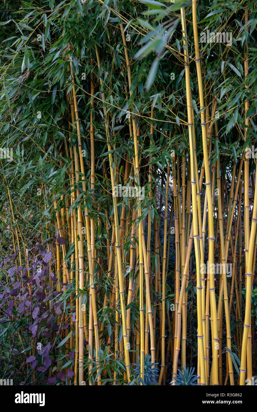 A clump of Bamboo growing in the park in Crawley West Sussex Stock ...