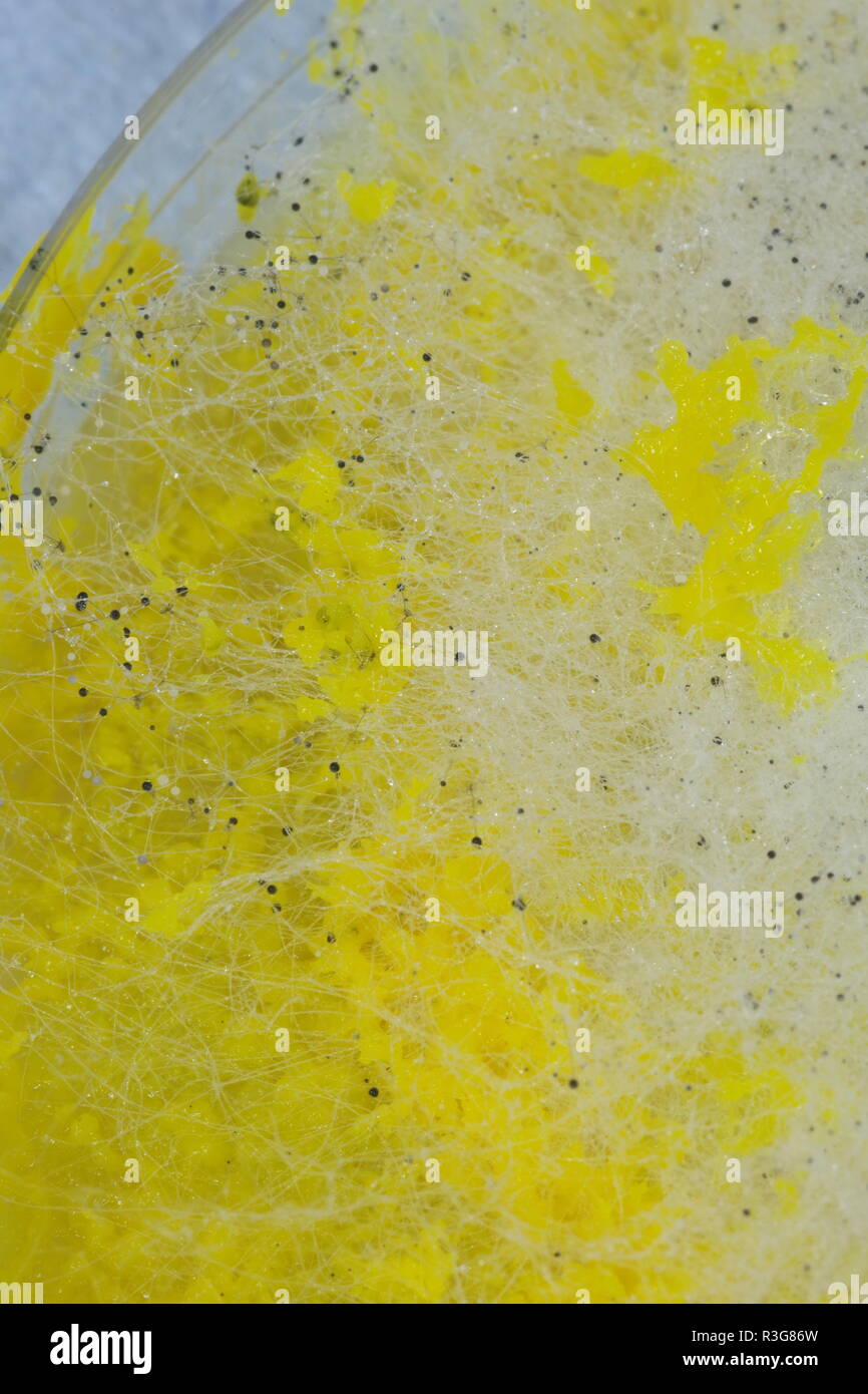 Yellow Slime Mould (Physarum polycephalum) and Fungal Mould Growing and ...