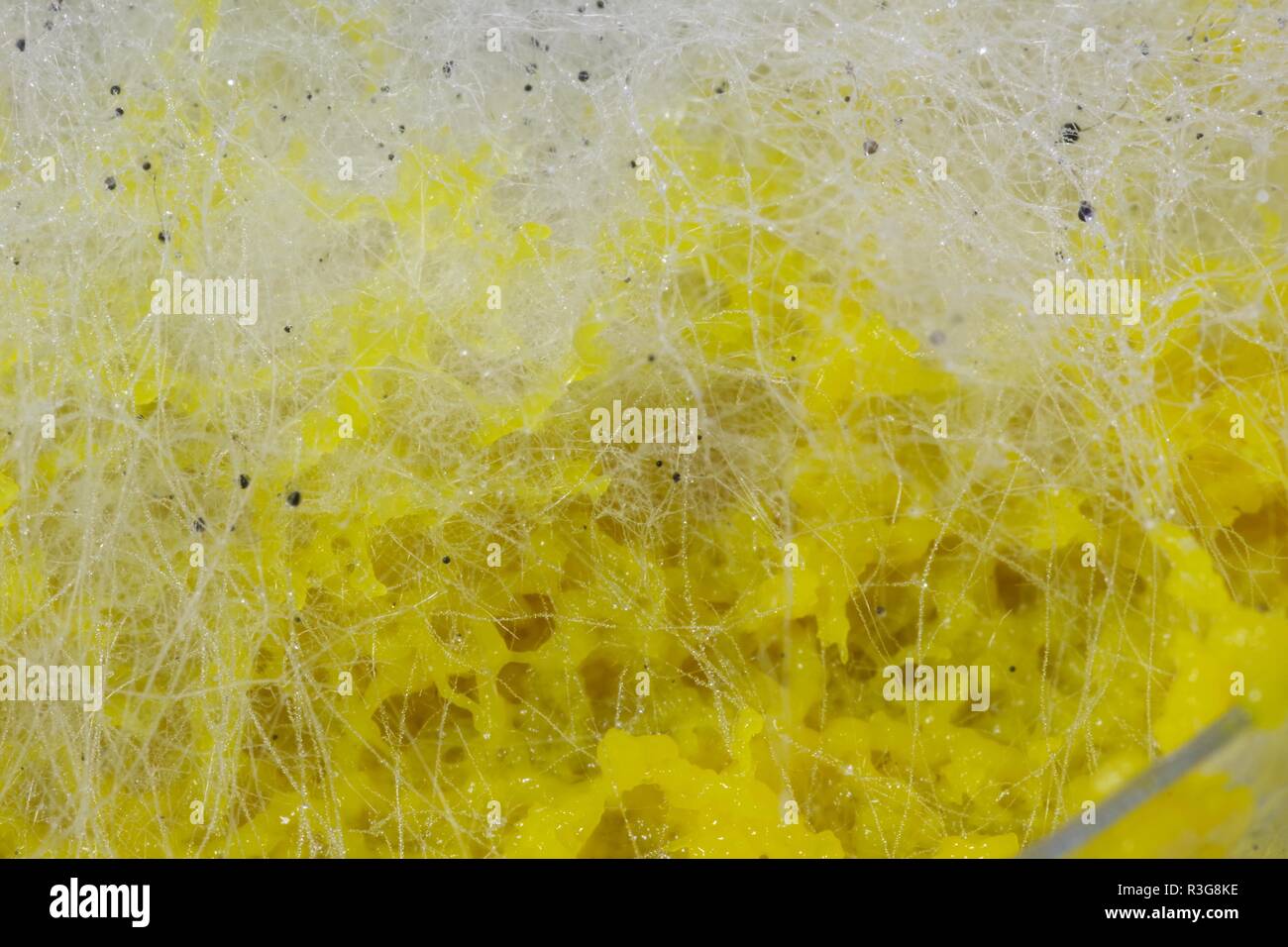 Fungal network hi-res stock photography and images - Alamy