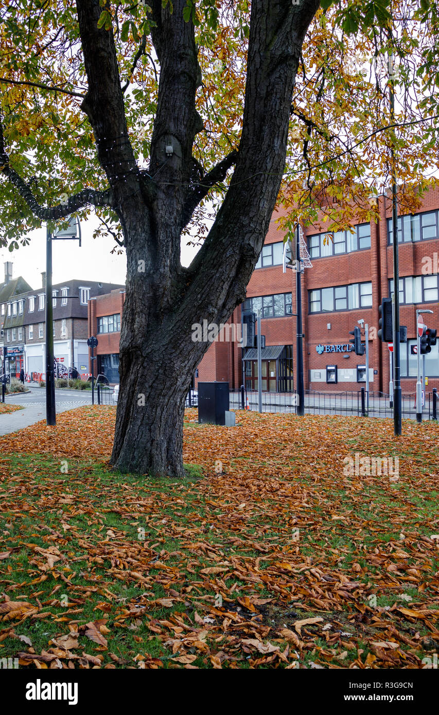 Chestnut on the tree red leaves of tree hi-res stock photography and ...