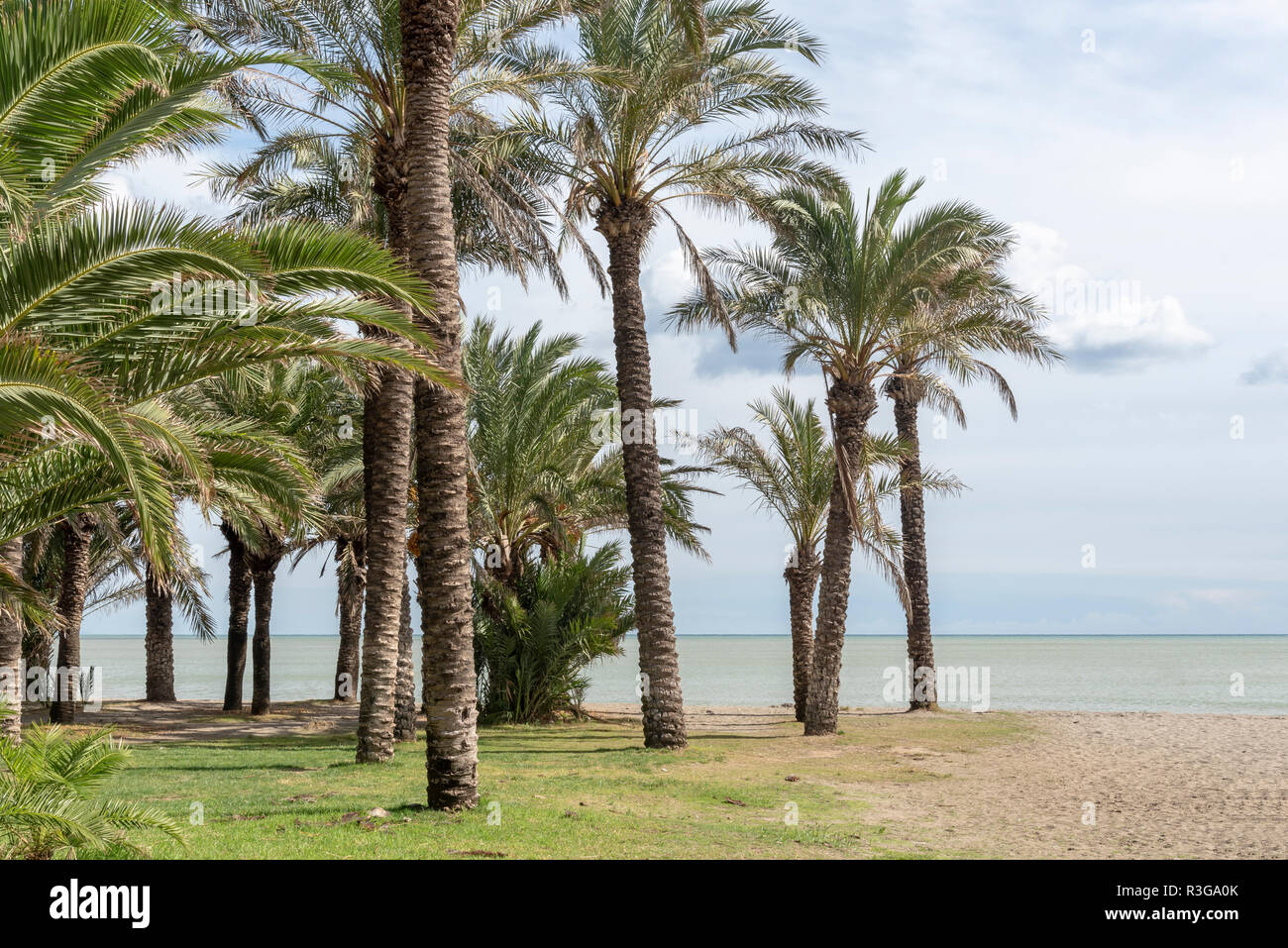 Tropical palm trees at beach Stock Photo - Alamy