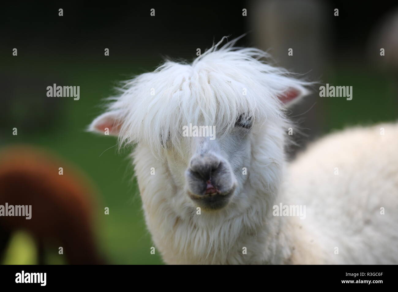 White alpaca with funny hairstyle looks straight into camera Stock ...