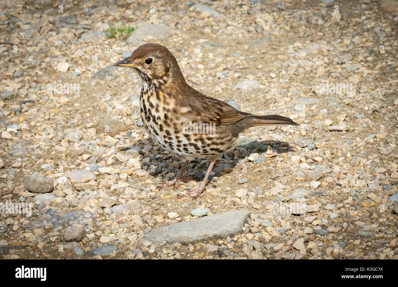 New zealand thrush hi-res stock photography and images - Alamy