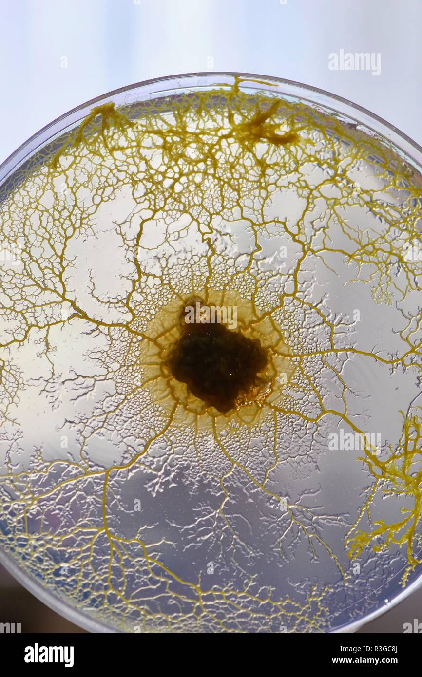 Macro of Yellow Slime Mould (Physarum polycephalum) Growing and Network ...