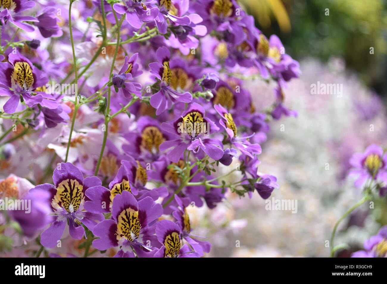 Pretty purple flowers Stock Photo - Alamy