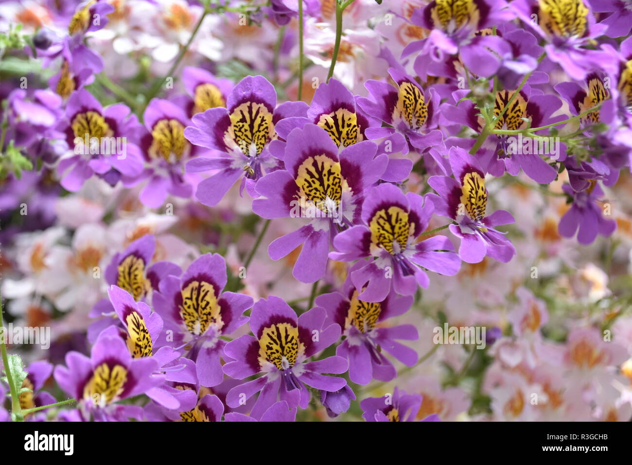 Pretty purple flowers Stock Photo - Alamy